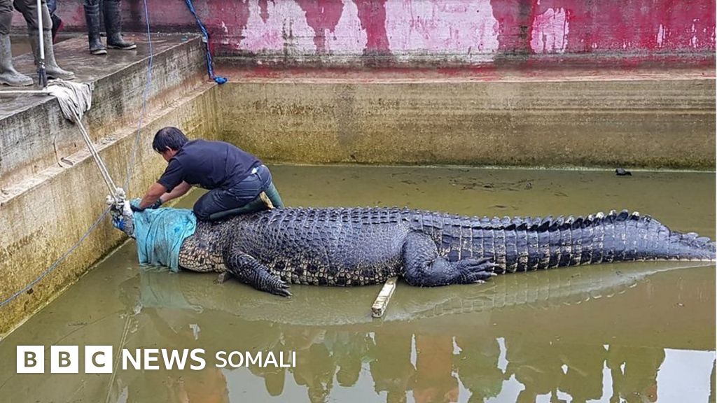 Haweeney uu cunay yaxaas ay xanaaneyn jirtay - BBC News Somali