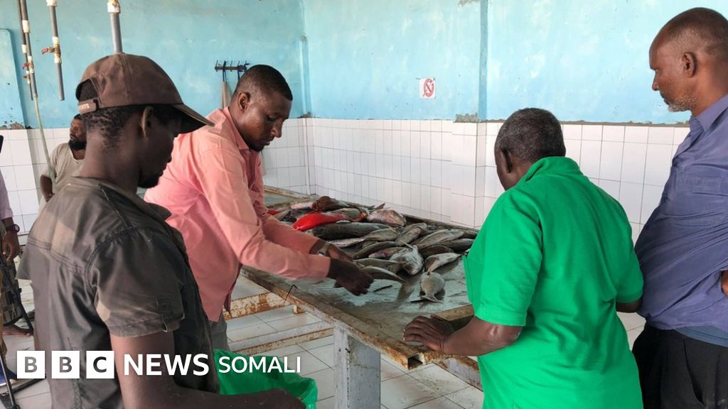 Kismaayo oo kalluun u dhoofisa Kenya - BBC News Somali