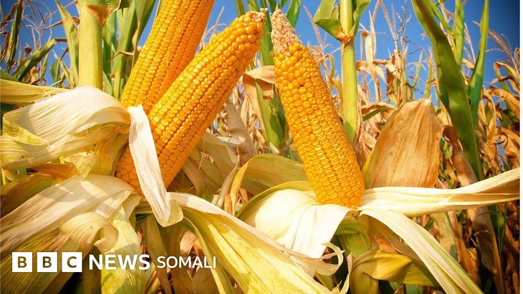 Dhaqaale malaga sameyn karaa xasiib ama sabuul dubista? - BBC News Somali