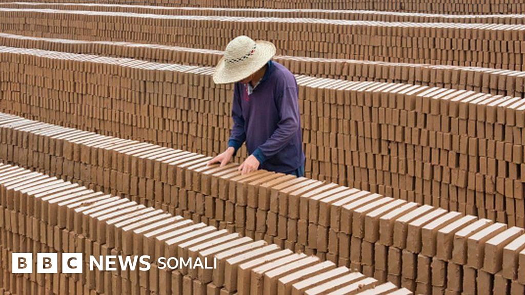 Shaqaale mushaar ahaan u qaatay bulukeeti - BBC News Somali