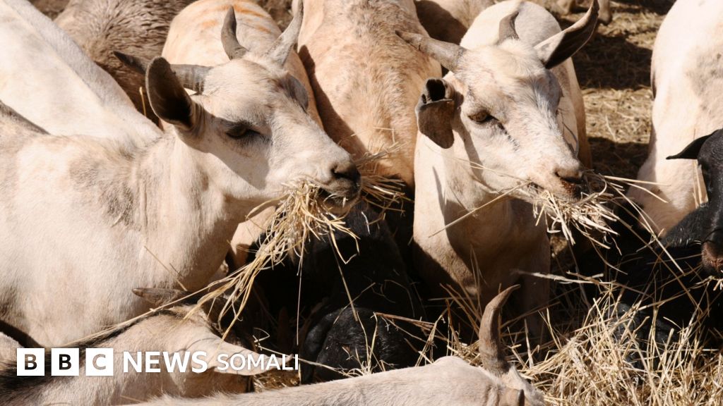 Maxay iska kaashan karaan Somaliland iyo Israa'iil? - BBC News Somali