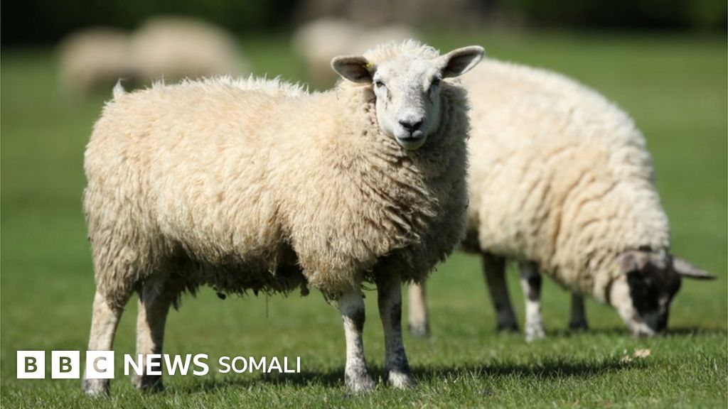 Nin Ido uu dhaqanayay dayacay oo xukun uusan fileyn muteystay - BBC ...