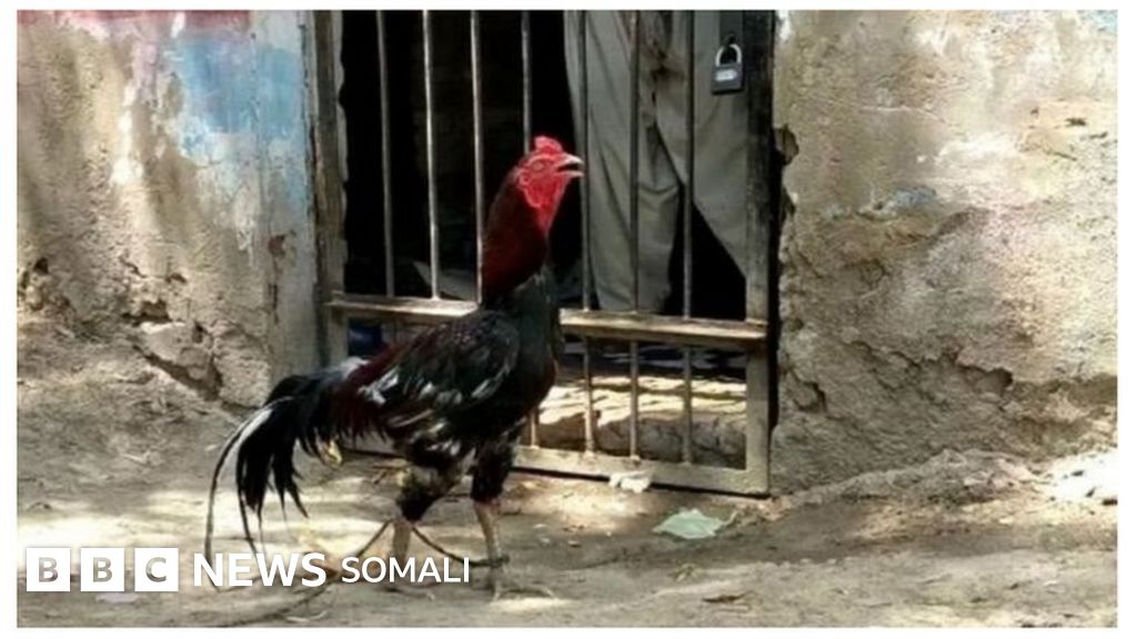 Diiq siddeed bilood u xirnaa dambi layaab leh oo lasii daayay - BBC ...