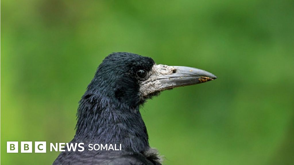 Tuke shaqo loo tababaray, muxuu qabanayaa? - BBC News Somali