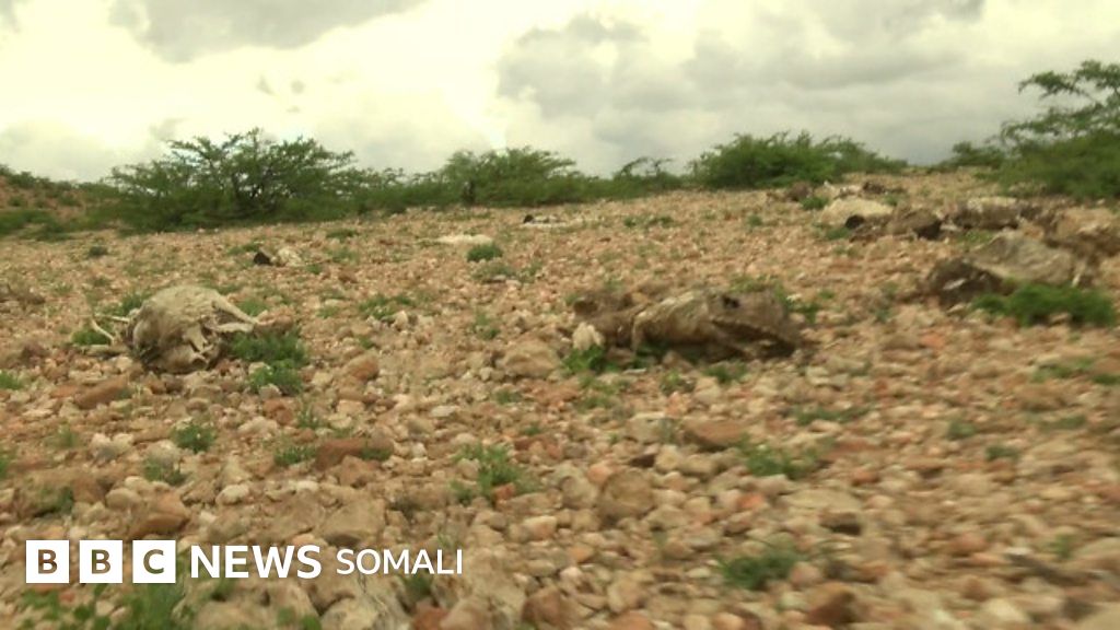 Abaaraha ka taagan qeybo ka mid ah Somaliland - BBC News Somali