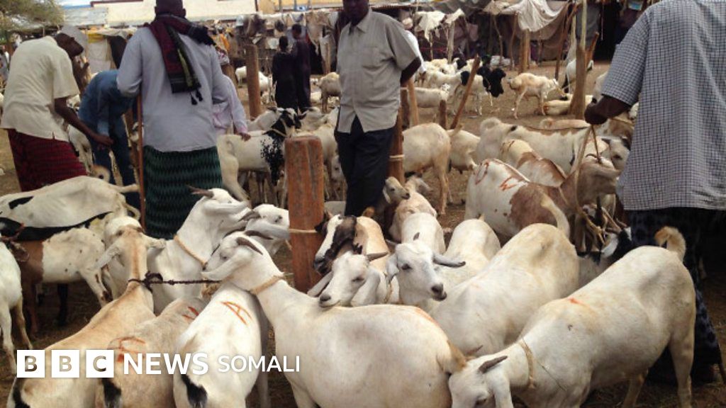 Ganacsatada xoolaha Gaarisa oo ka cabanaysa in aanay jirin meel ay ...