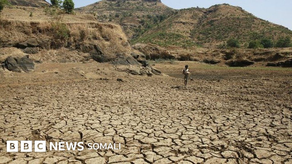 Abwaan Baarleex oo ka hadlay xaalufka iyo abaarta ka taagan Geeska ...