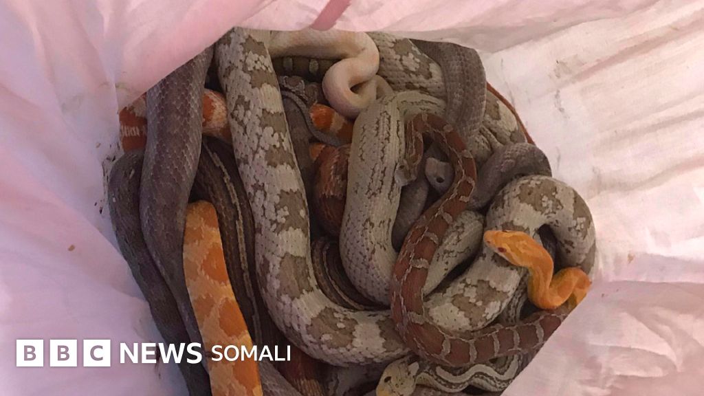 Boolis raadinaya nin masas badan barkin dhex geliyay - BBC News Somali