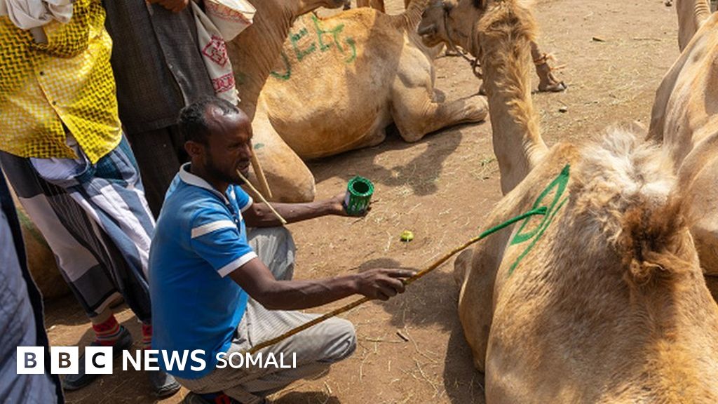 Sumadda xoolaha Soomaalida: Ururin xog iyo faallayn - BBC News Somali