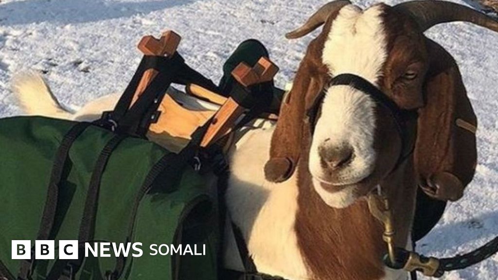 Xeen riyo ah oo laga shaqaalaysiiyay garoon ciyaaro - BBC News Somali