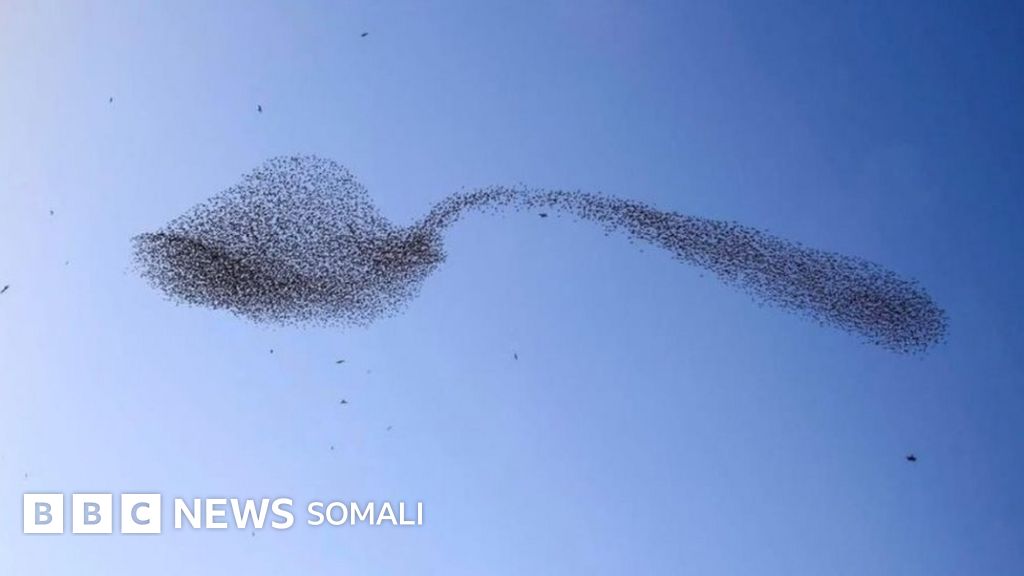 Nin ay u suurtagashay inuu qaado sawir mucjiso ah - BBC News Somali