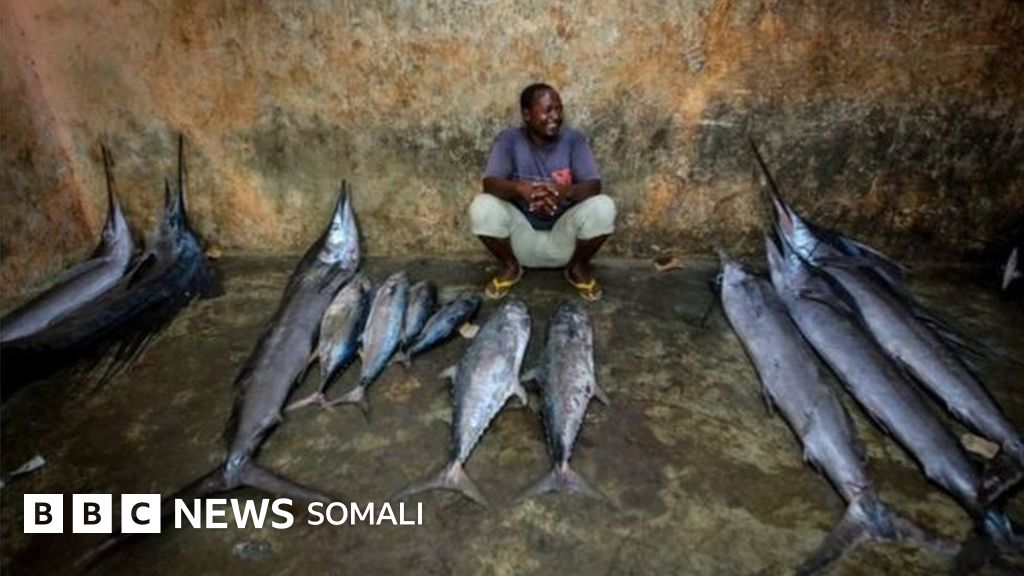 Halka ay u badan tahay in aan laga cunin cuntada badda ee Soomaaliya oo ...