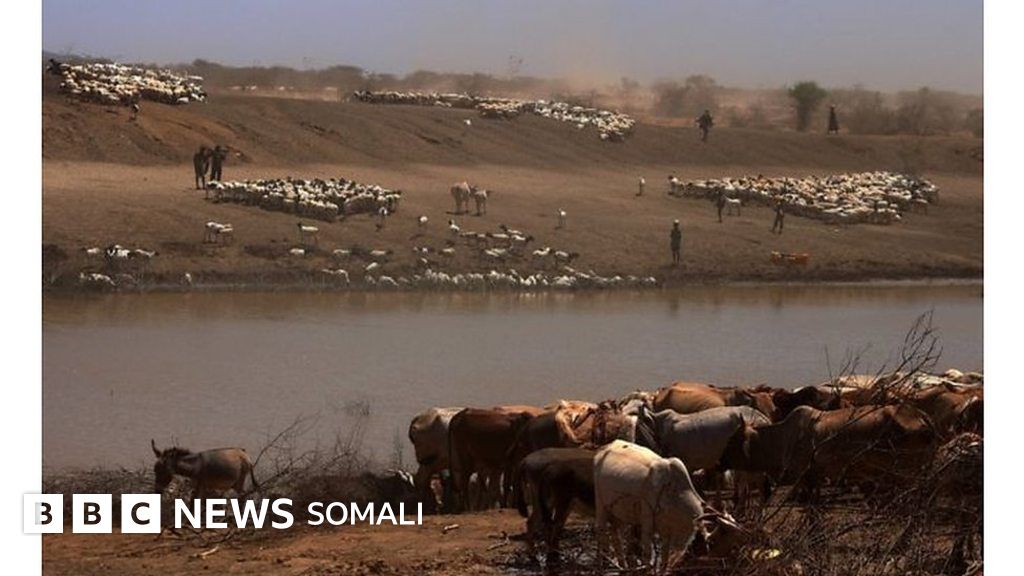 Caymiska xoolaha oo looga hortago saameynta abaarta Kenya - BBC News Somali