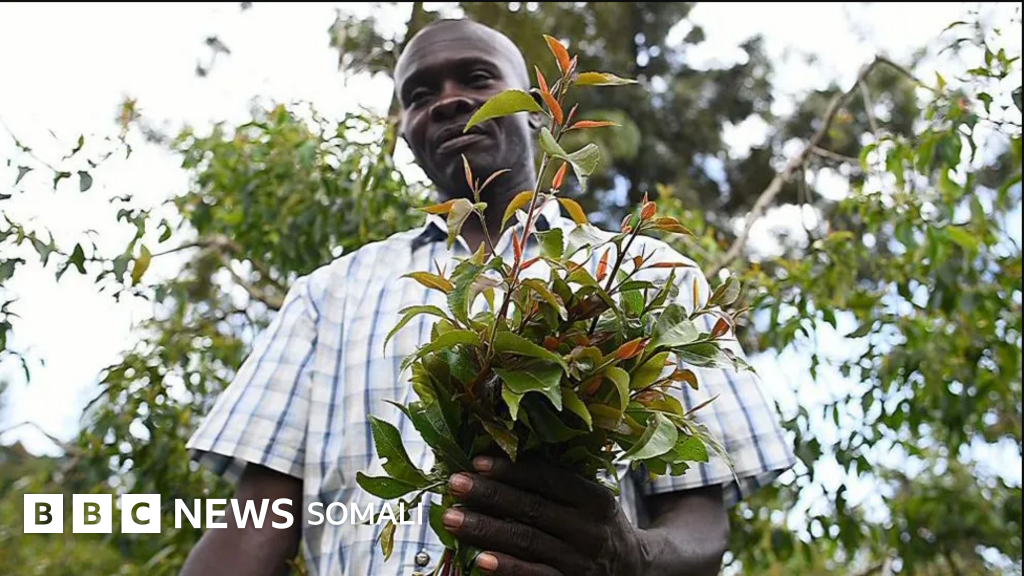 Muxuu yahay farqiga u dhaxeeya Jaadka Muguka ee ay diideen qaar ka mid ...