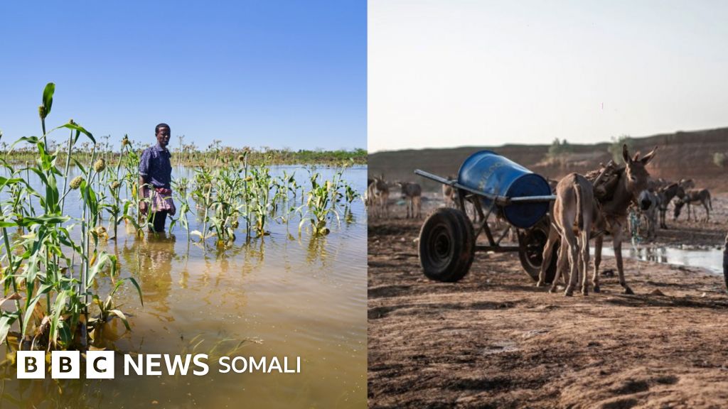 Soomaaliya: Labada magaalo ee uu maro halka webi, balse biyo la'aan iyo ...