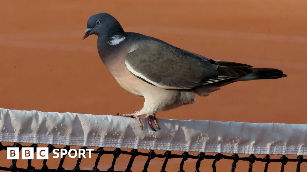 French Open talking points: What's the pigeon rule? Where's the 'normal ...