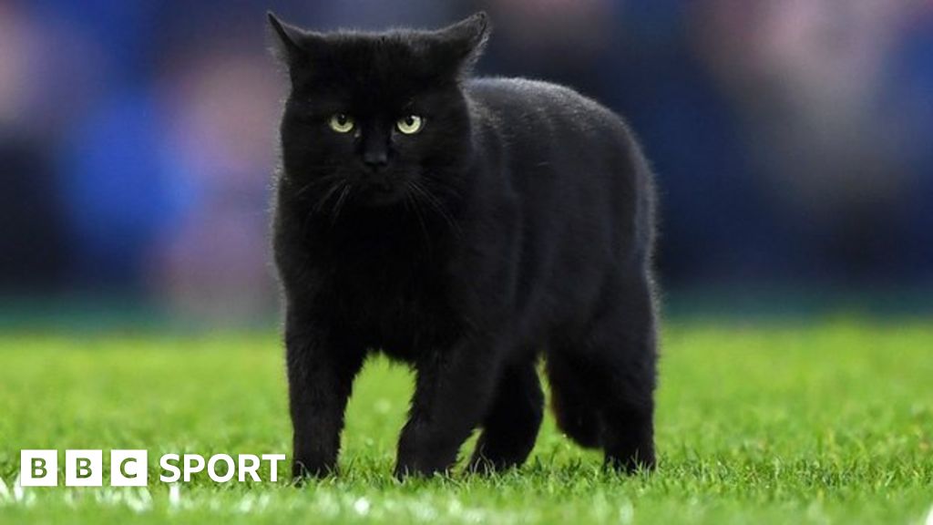 Everton cat: Game held up for pitch invader as Wolves win - BBC Sport