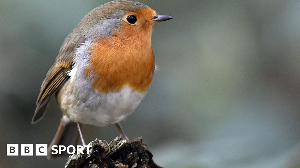Robins v Robins: Can you name the other animal nicknames of EFL clubs ...