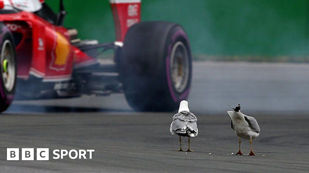 Canadian GP: Fernando Alonso returns plus gophers, groundhogs and ...