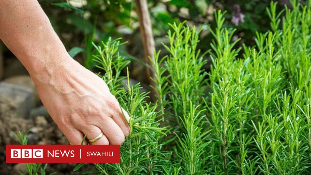 Siri ya kufaulu mtihani: Mmea wa Rosemary husaidia kukumbuka mambo ... Siri ya kufaulu mtihani: Mmea wa Rosemary husaidia kukumbuka mambo ...
