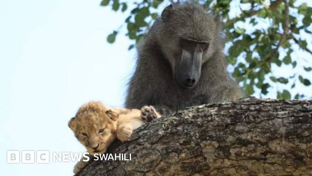 Je umewahi kuona nyani na simba pamoja? - BBC News Swahili