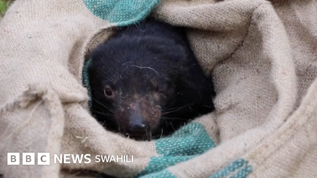 Mashetani wa Tasmania wazaliwa Australia baada ya miaka 3,000 - BBC ...