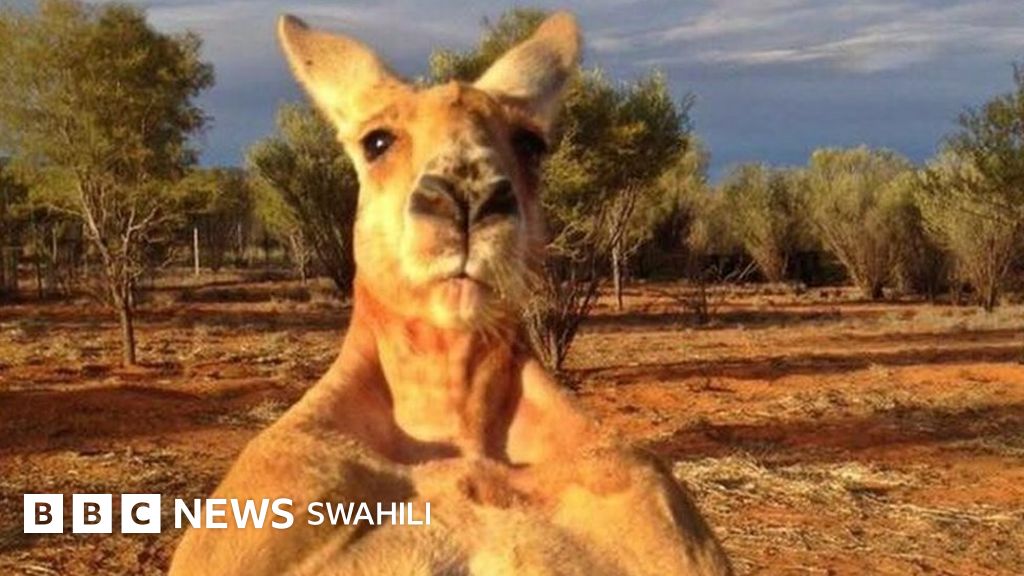 Roger the kangaroo: Sababu ya Australia kumuomboleza kangaroo mwenye ...