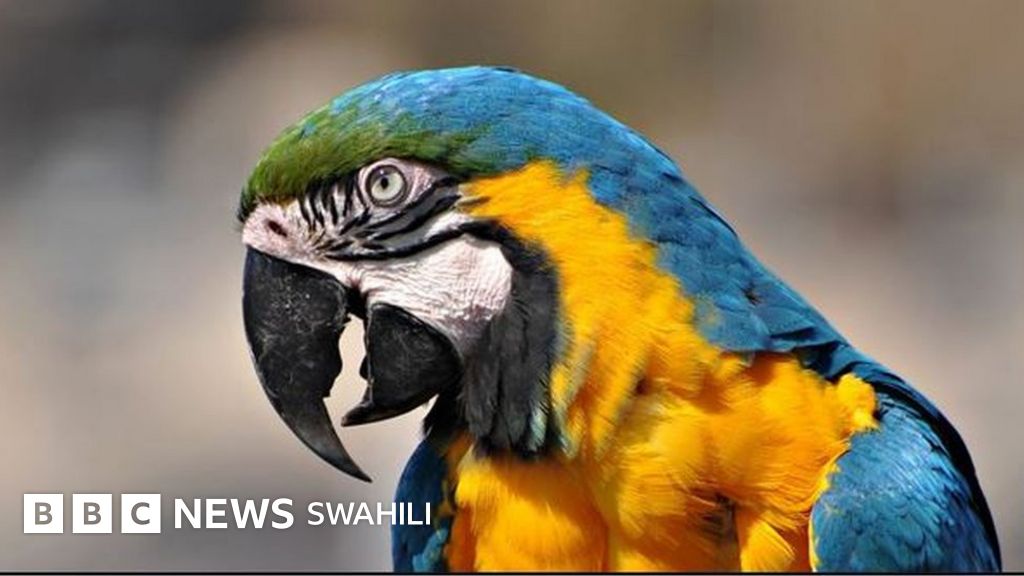 Kasuku wapatikana wamefichwa kwenye chupa za plastiki Indonesia - BBC ...