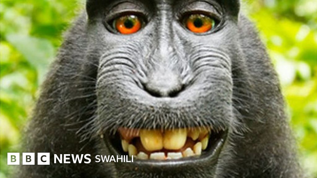 Mpigapicha ashinda kesi kuhusu 'selfie ya tumbili' - BBC News Swahili