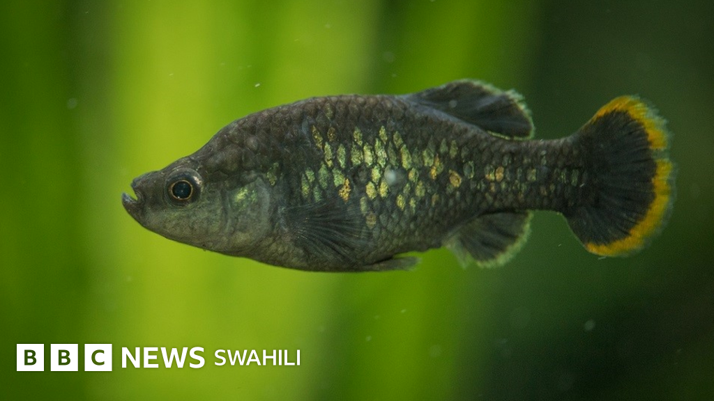 Tequila fish: Kisa cha samaki 'ambaye amekataa kutokomea' - BBC News ...