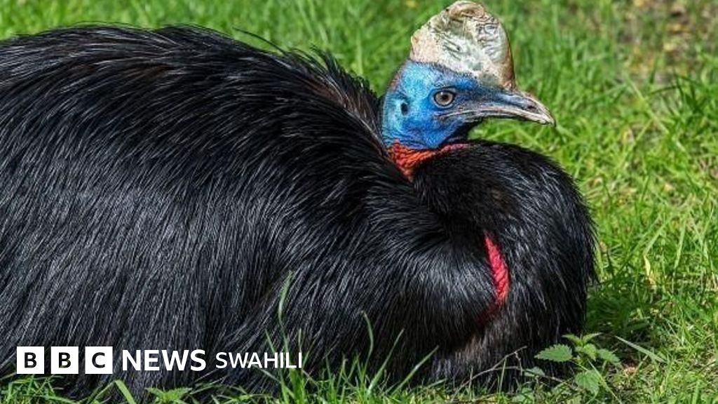 Cassowaries: Mfahamu ndege huyu mwenye haya lakini hatari zaidi duniani ...