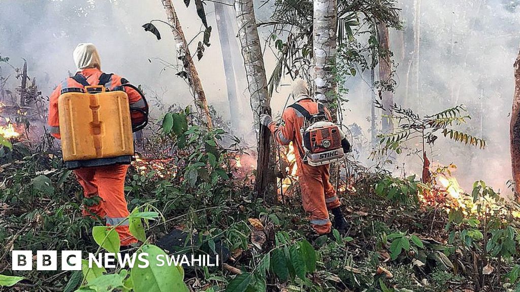 Kwa nini kuungua kwa msitu wa Amazon ni janga la kimataifa? - BBC News ...