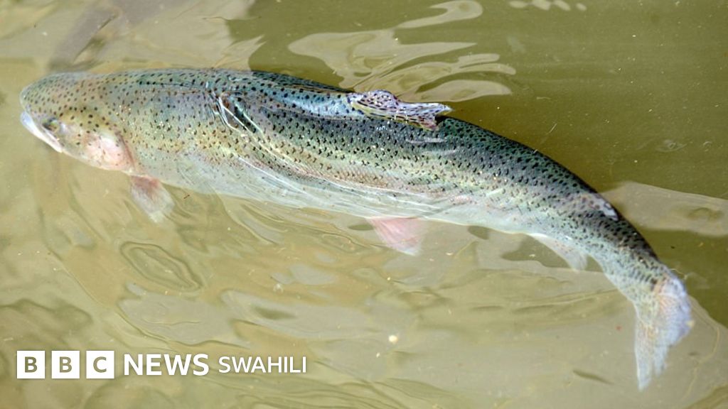 Wavuvi waombwa kuwasaka samaki 80,000 waliotoweka - BBC News Swahili