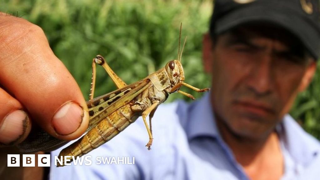 Nzige wavamia mashamba ya vyakula Bolivia - BBC News Swahili