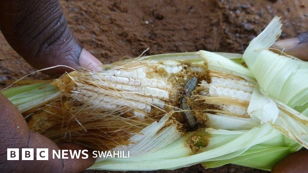 Mashamba ya Rwanda yameshambuliwa na viwavi jeshi. - BBC News Swahili