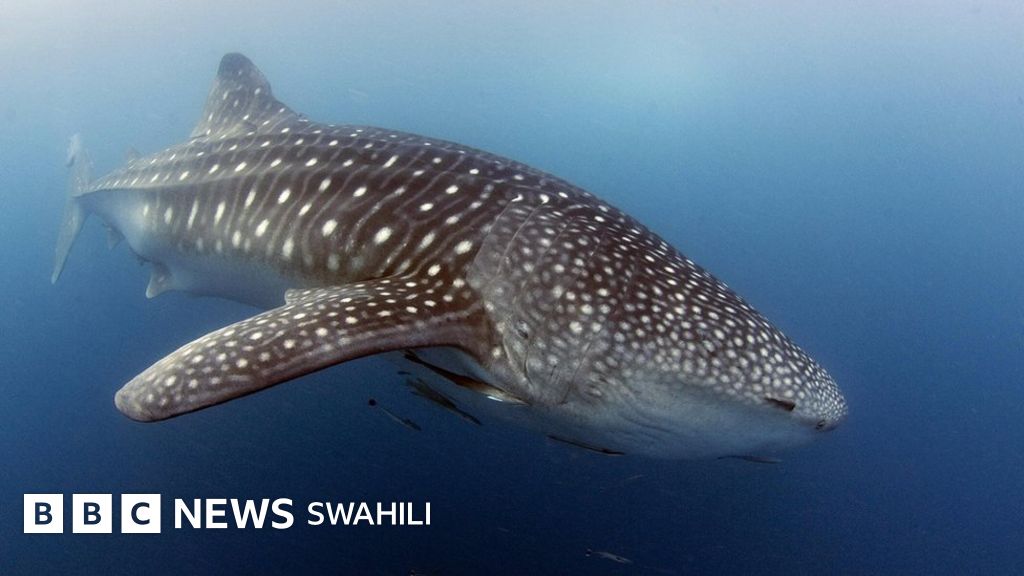 Mfahamu Papa Potwe, kivutio cha utalii kisiwani Mafia Tanzania - BBC ...