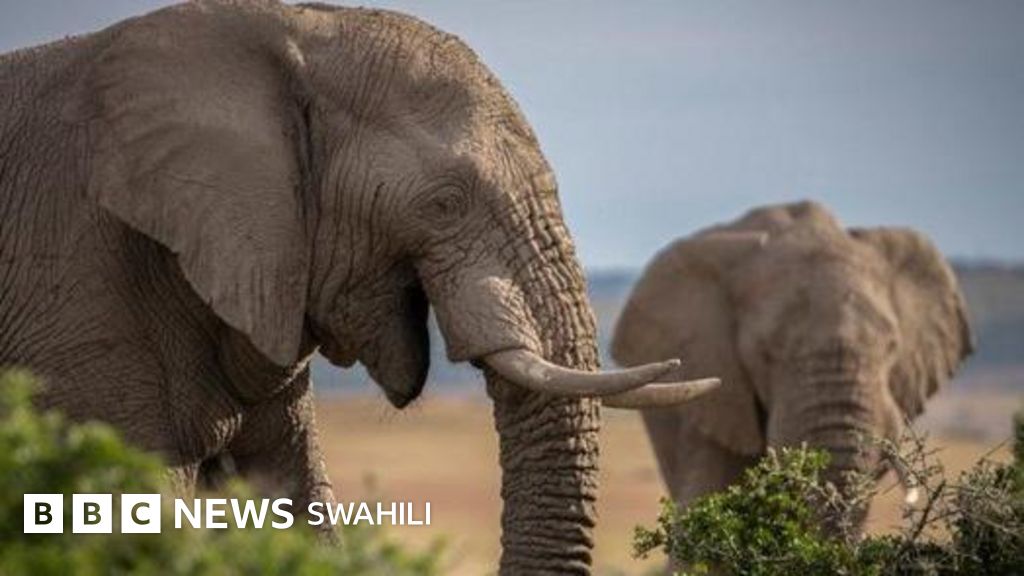 Jinsi pembe za ndovu zilizokamatwa miongo kadhaa iliyopita na serikali ...