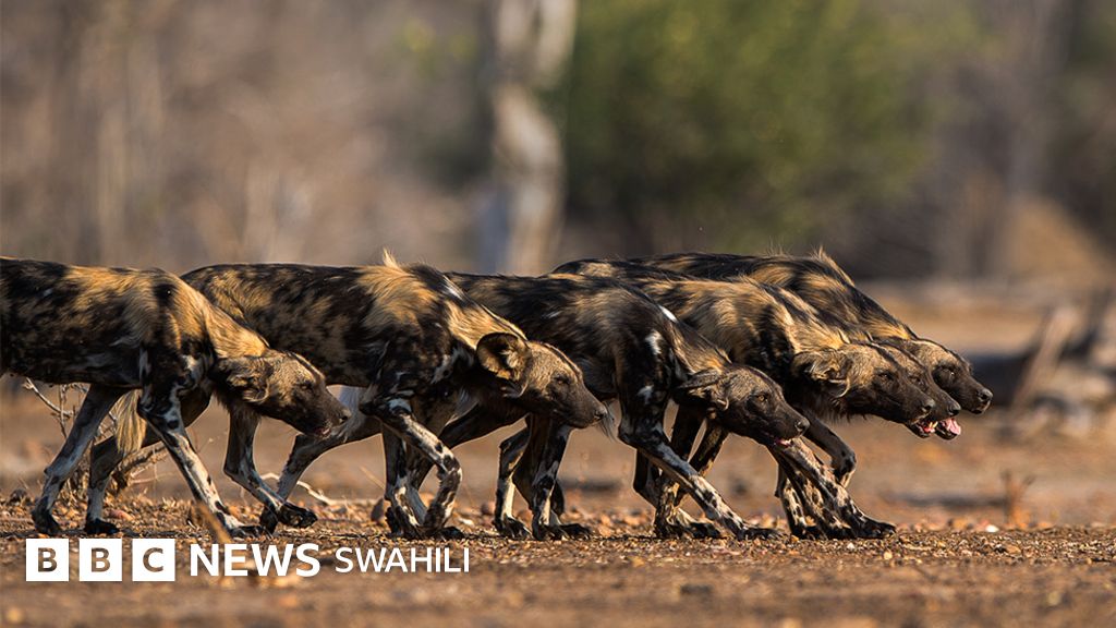 Mbwa Mwitu waliopakwa rangi Zimbabwe - BBC News Swahili