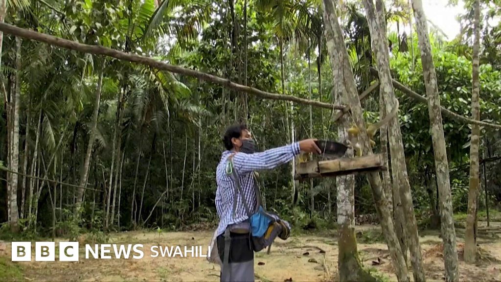 Simulizi ya mwanaume anavyookoa watoto wa nyani katika katika msitu wa ...