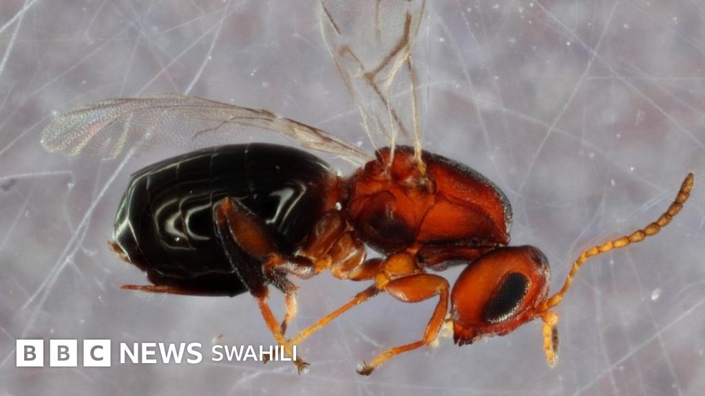 Je unafahamu viumbe wanaoweza kubadilika maumbile na kuwa viumbe wenye ...