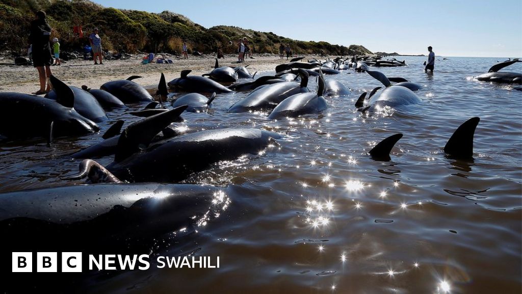 Zaidi ya nyangumi 200 waliokwama ufuoni New Zealand warudi baharini ...