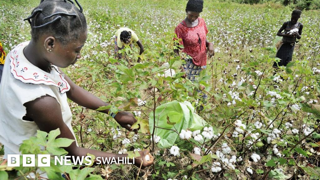 Zijue faida na hasara za mbegu za kisasa za GMO zilizopigwa marufuku ...