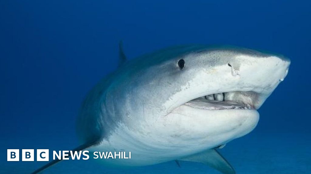 Angalizo dhidi ya samaki Papa huko Australia - BBC News Swahili