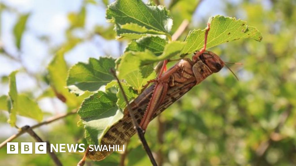 Nzige waripotiwa kuingia Tanzania na Uganda kutoka Kenya - BBC News Swahili