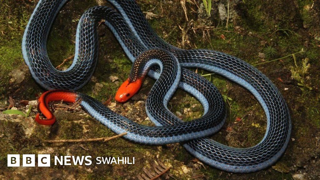 Sumu ya nyoka ni dawa ya kumaliza uchungu - BBC News Swahili