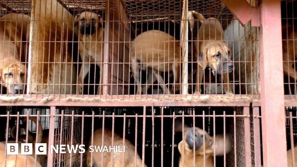Mbwa wa Korea: 'Mbwa wataendelea kuuliwa kikatili kama serikali na umma ...