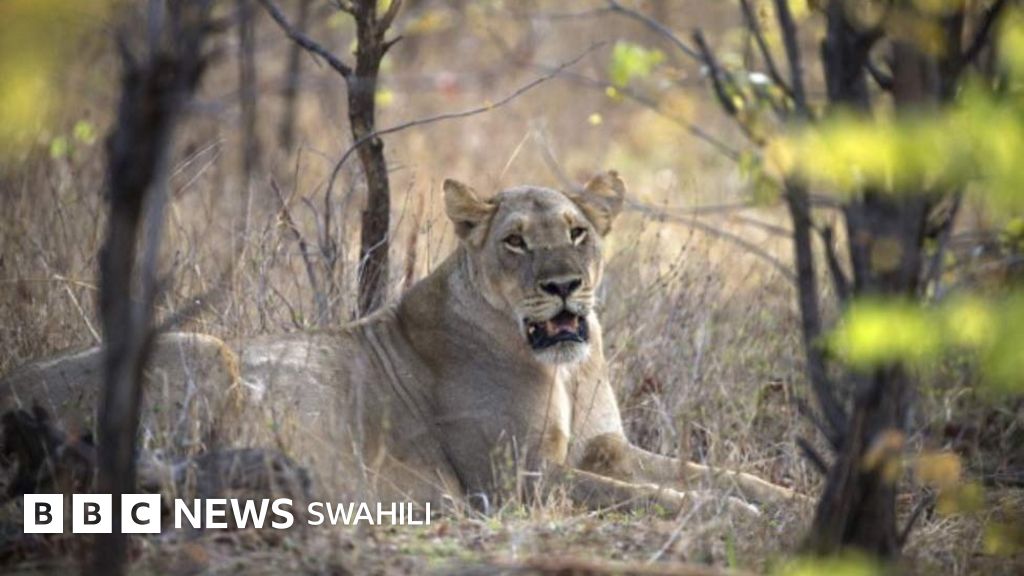 Msichana wa miaka 10 auwawa na simba Zimbabwe - BBC News Swahili