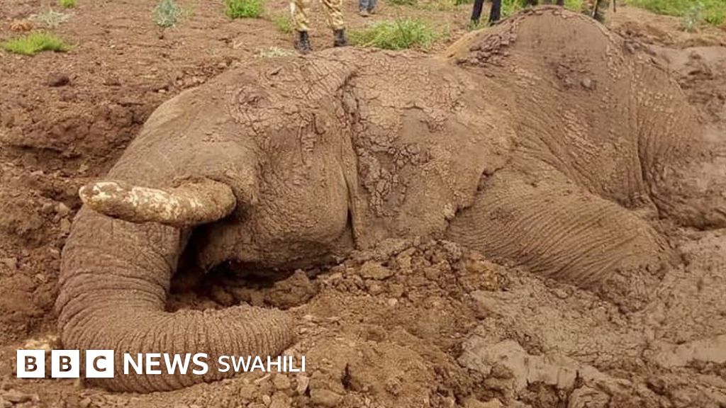 Kwa Picha: Tembo aliyekwama matopeni alivyookolewa Kenya - BBC News Swahili