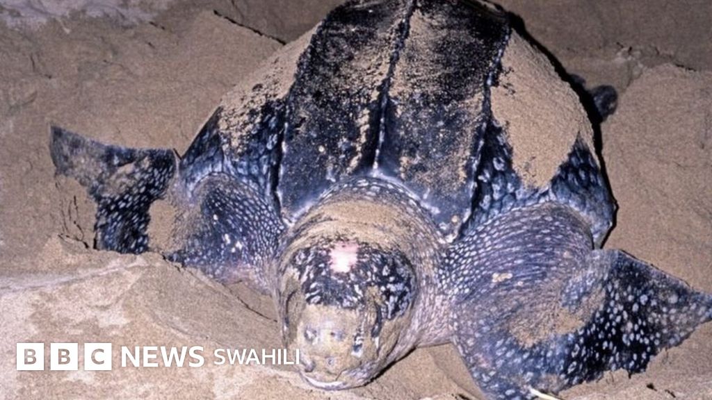 Wanyama wanaoweza kusafiri mbali zaidi duniani - BBC News Swahili