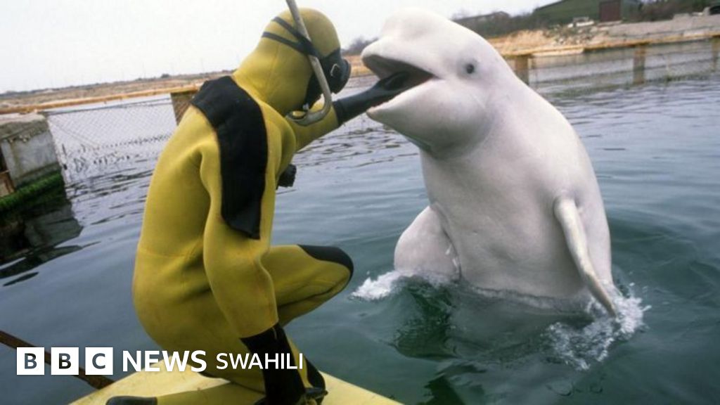 Pomboo wa vita: Wanaweza kufanya nini na je wanaweza kuzilinda meli za ...